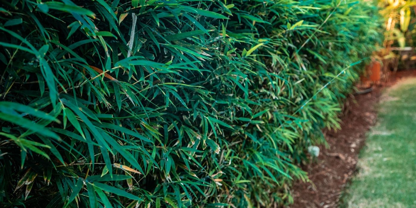 Is Bamboo a Threat to Your Home?