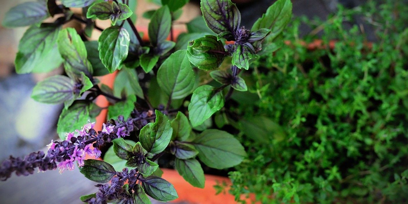 Comparing Green Basil and Purple Basil: What's the Difference?