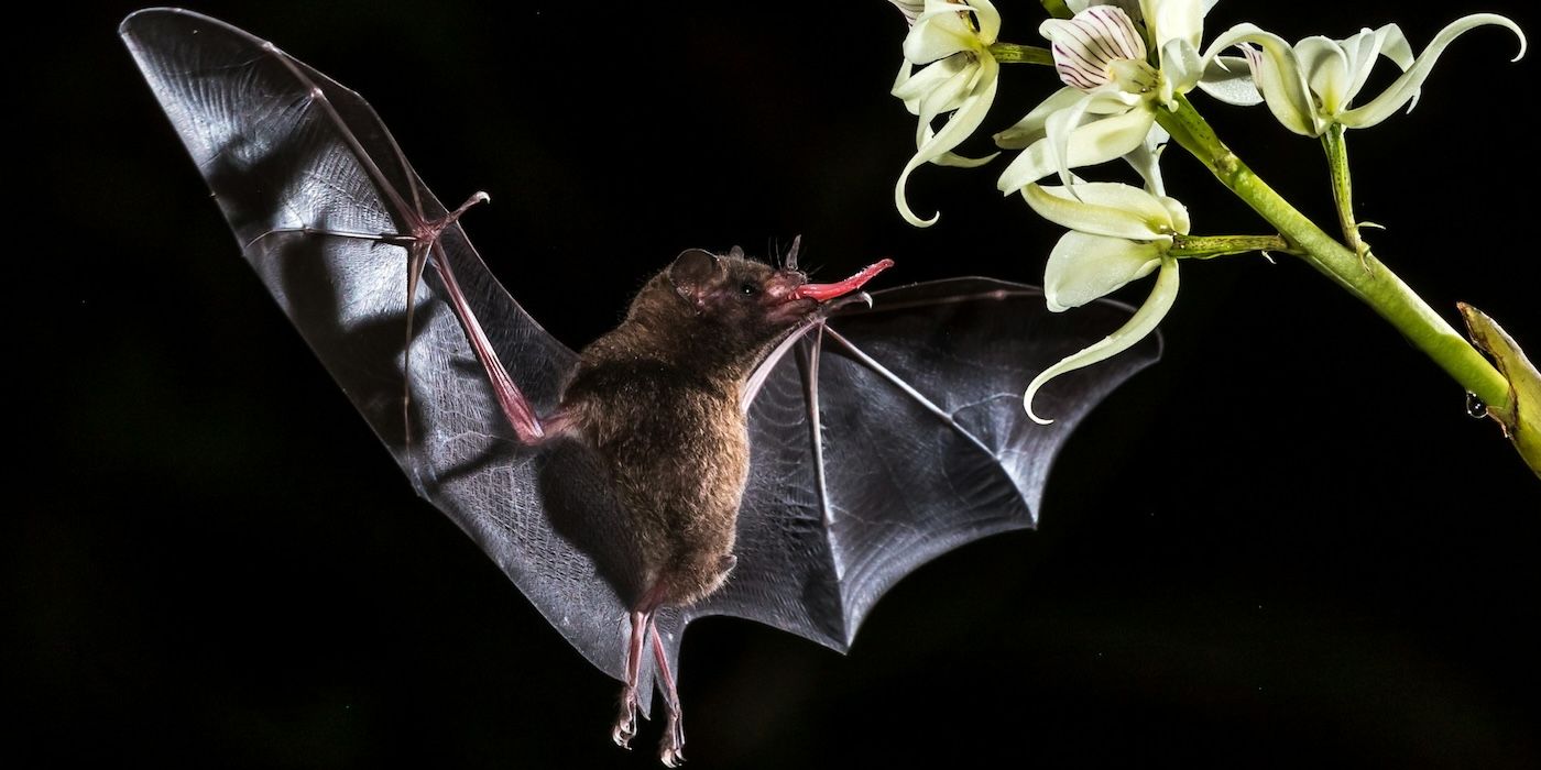 Attract Bats for Chemical-Free Pest Control in Your Yard