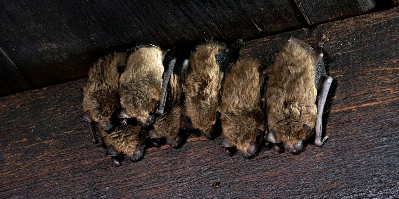 The Perks of Having Bats in Your Garden and How to Attract Them