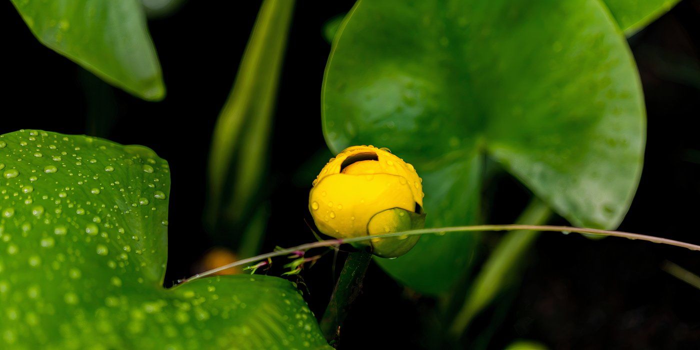 Consider Adding 6 Types of Carnivorous Plants To Your Garden