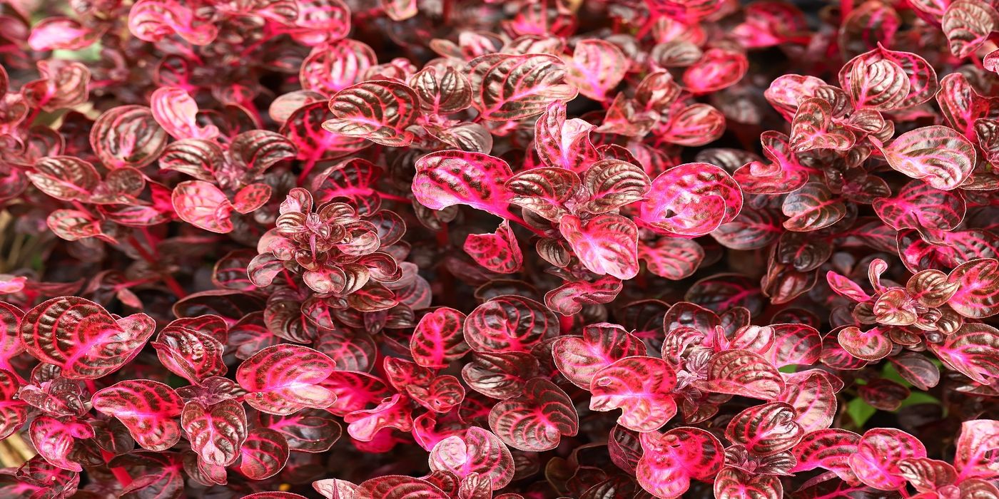 Plants for Your House of the Dragon Garden