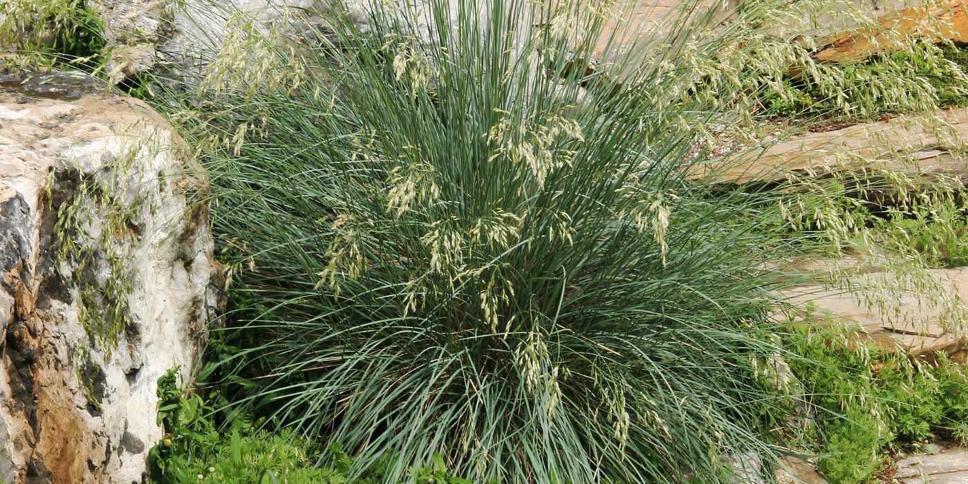 Incorporate Color Into Your Landscape Design With Ornamental Grasses