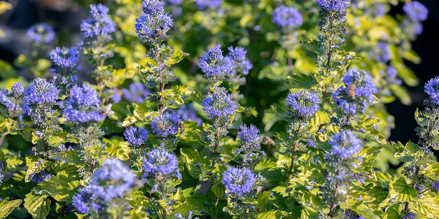 6 Easy-to-Grow Summer Flowering Shrubs