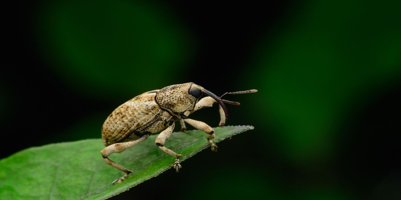 Sustainable Approaches to Managing Boll Weevils