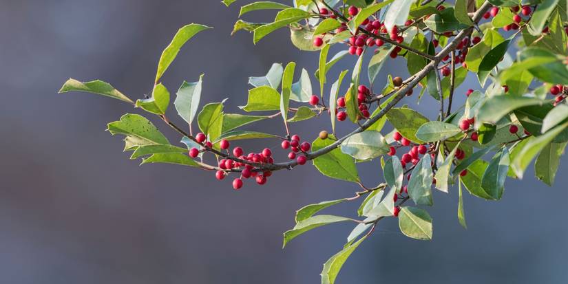 Top Woody Plants to Transform Your Garden