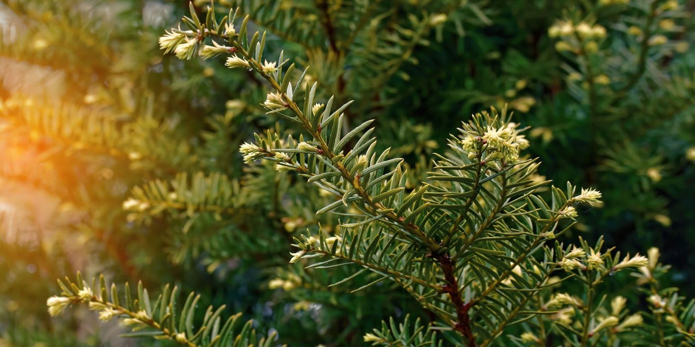 June Pruning Essentials: 8 Trees and Plants to Trim Now