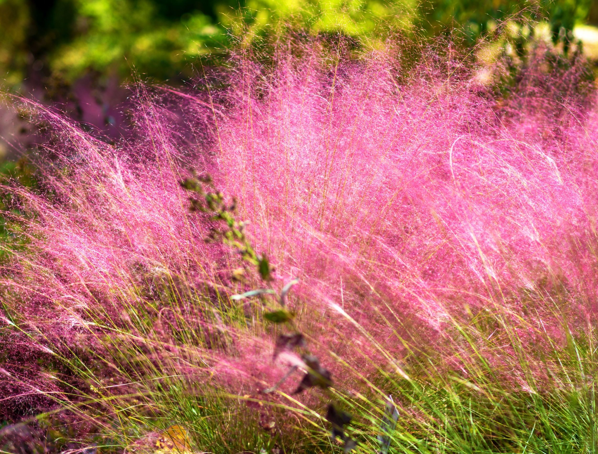 Incorporate Color Into Your Landscape Design With Ornamental Grasses