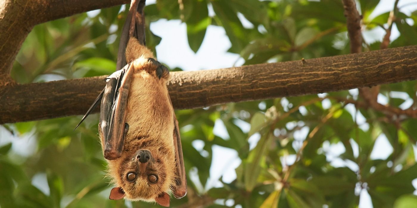 The Perks of Having Bats in Your Garden and How to Attract Them