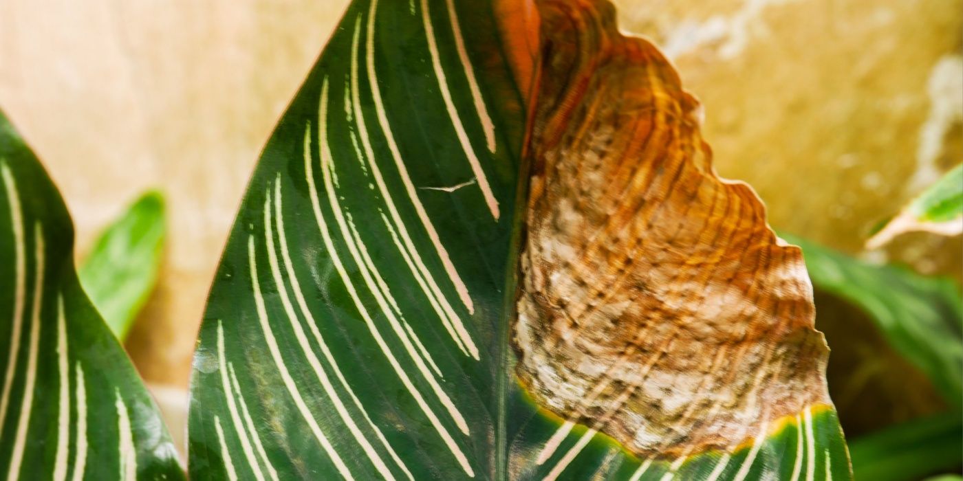 Understanding Your Plant: 6 Signals It Needs Care
