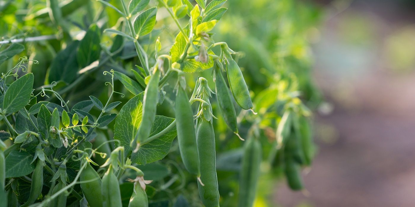 Best Summer Vegetables to Grow in Your Garden