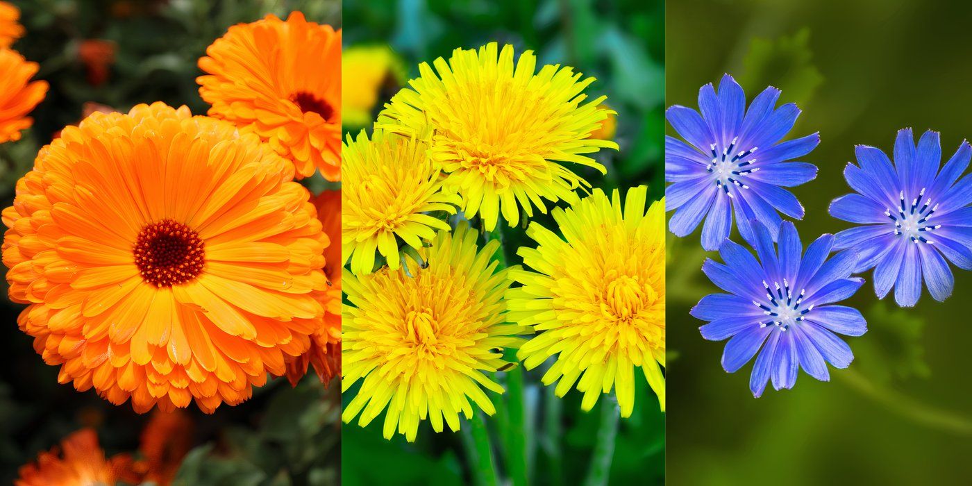 Edible Flowers: Enhance Your Meals With Flowers You Can Eat