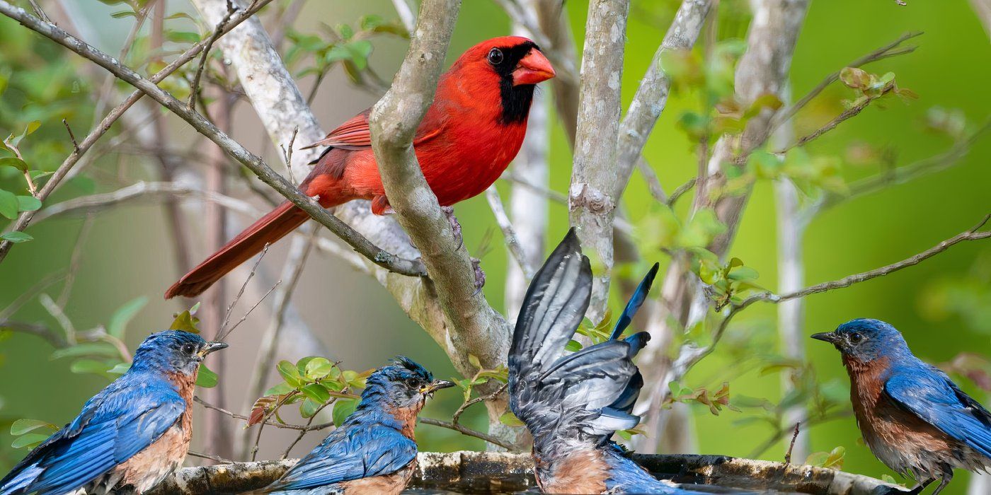 Harness the Power of Predators for Mosquito Control