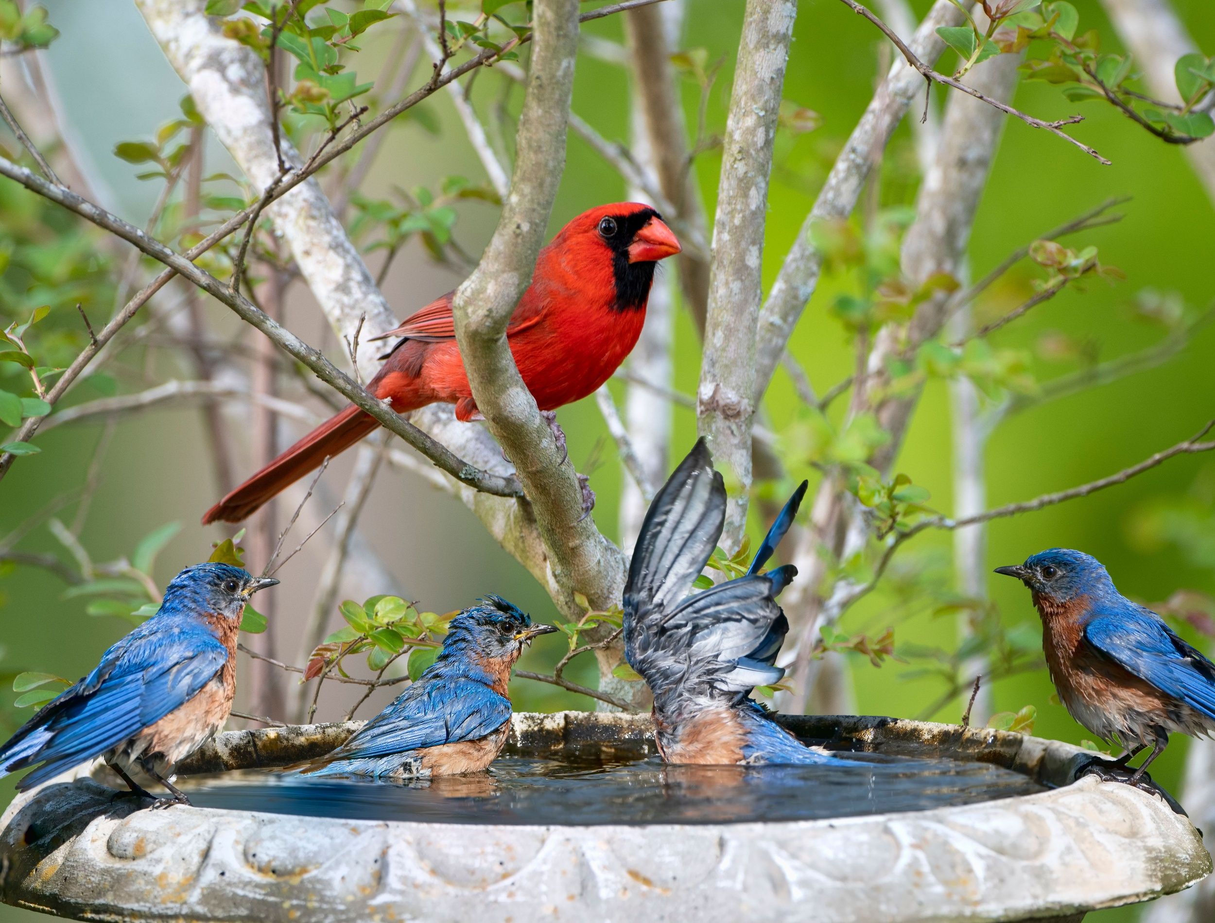Transform Your Garden into a Tranquil Oasis