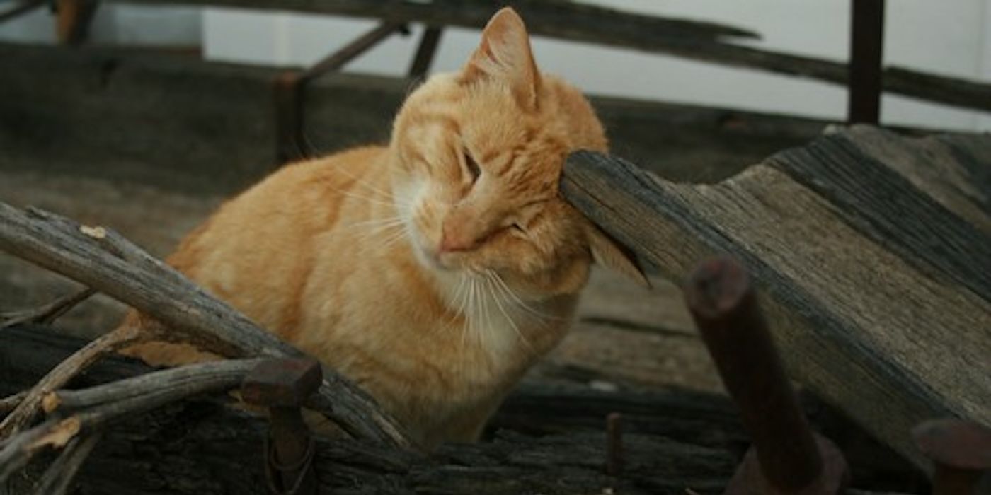 How to Keep Your Pets Safe from Mosquito Bites