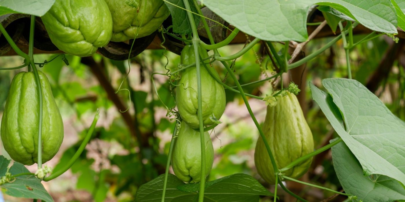 6 Unique Vegetables You Probably Didn't Know Existed