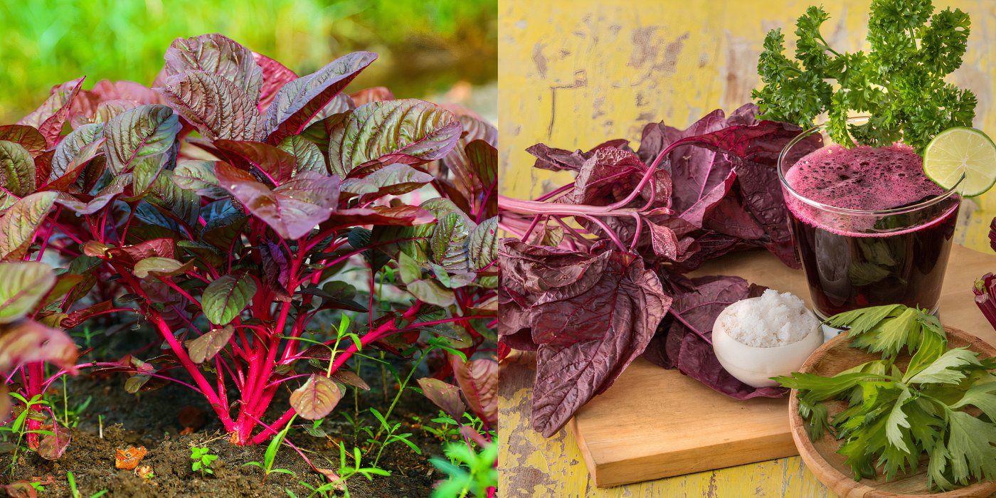 7 Garden Plants With Stunning Leaf Colors