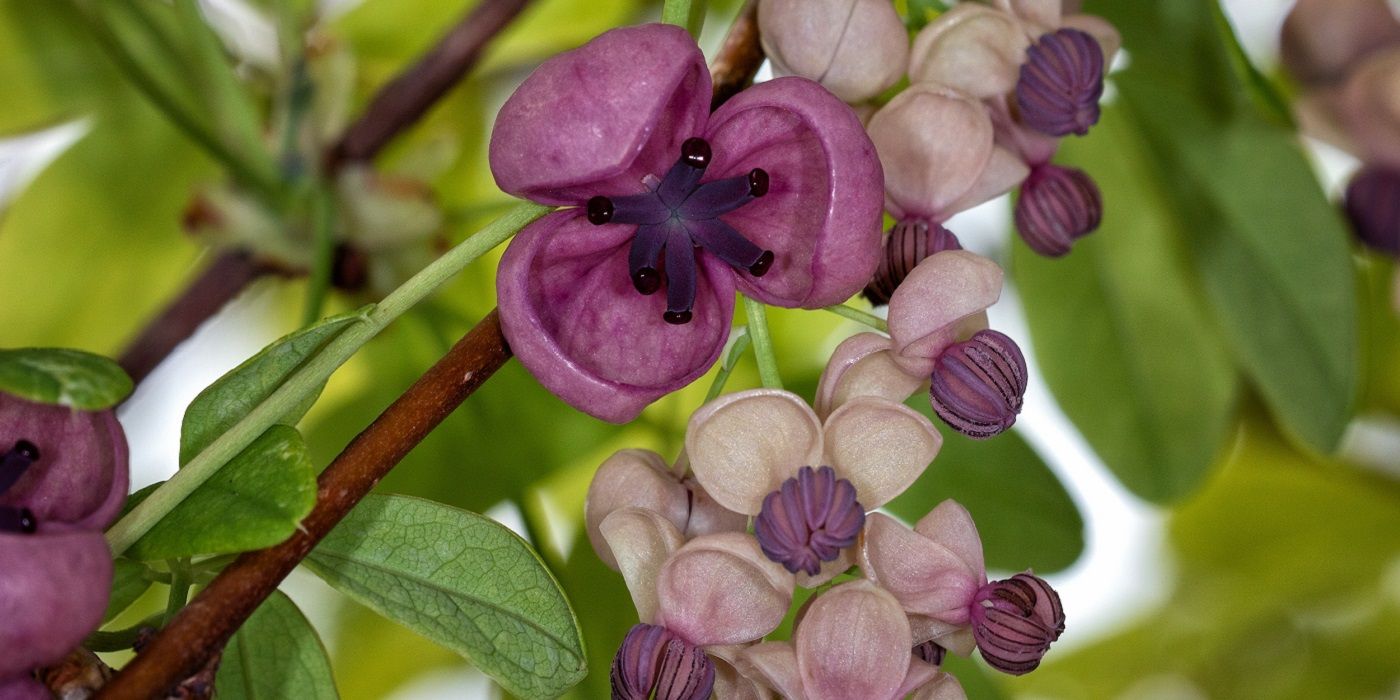 Add Flowering Vines and Climbers to Your Landscape