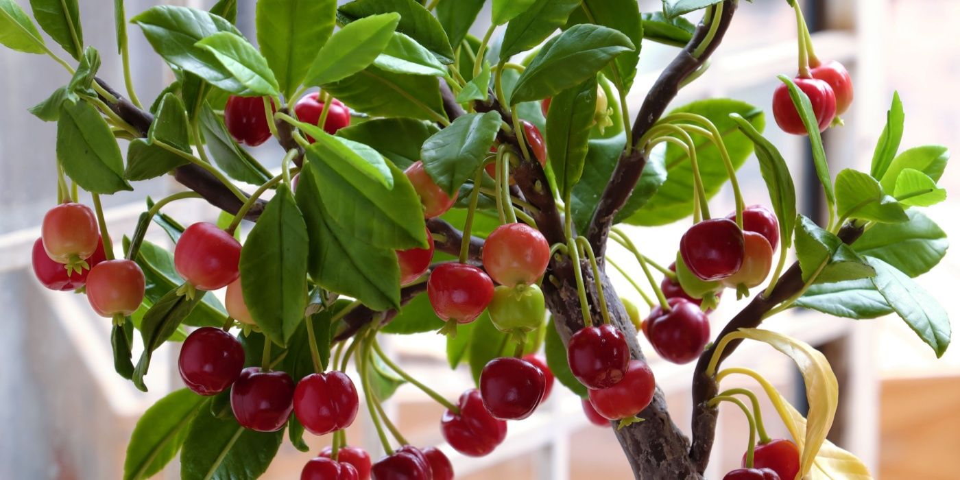 6 Fruit Trees for Apartment Dwellers