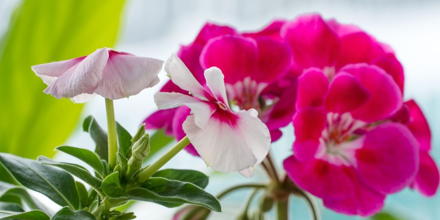 7 Houseplants That Infuse Your Home with Beautiful Scents