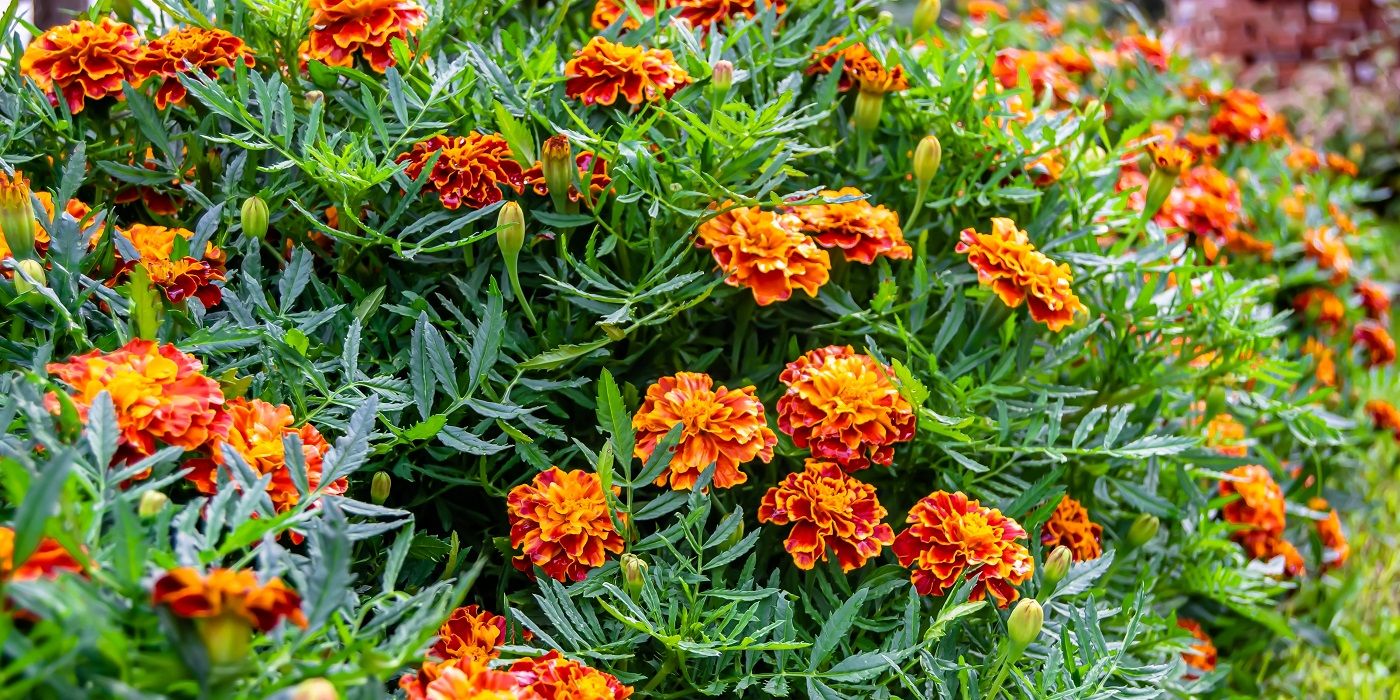 Top 5 Plants to Repel Bugs and Thrive in Hot Climates