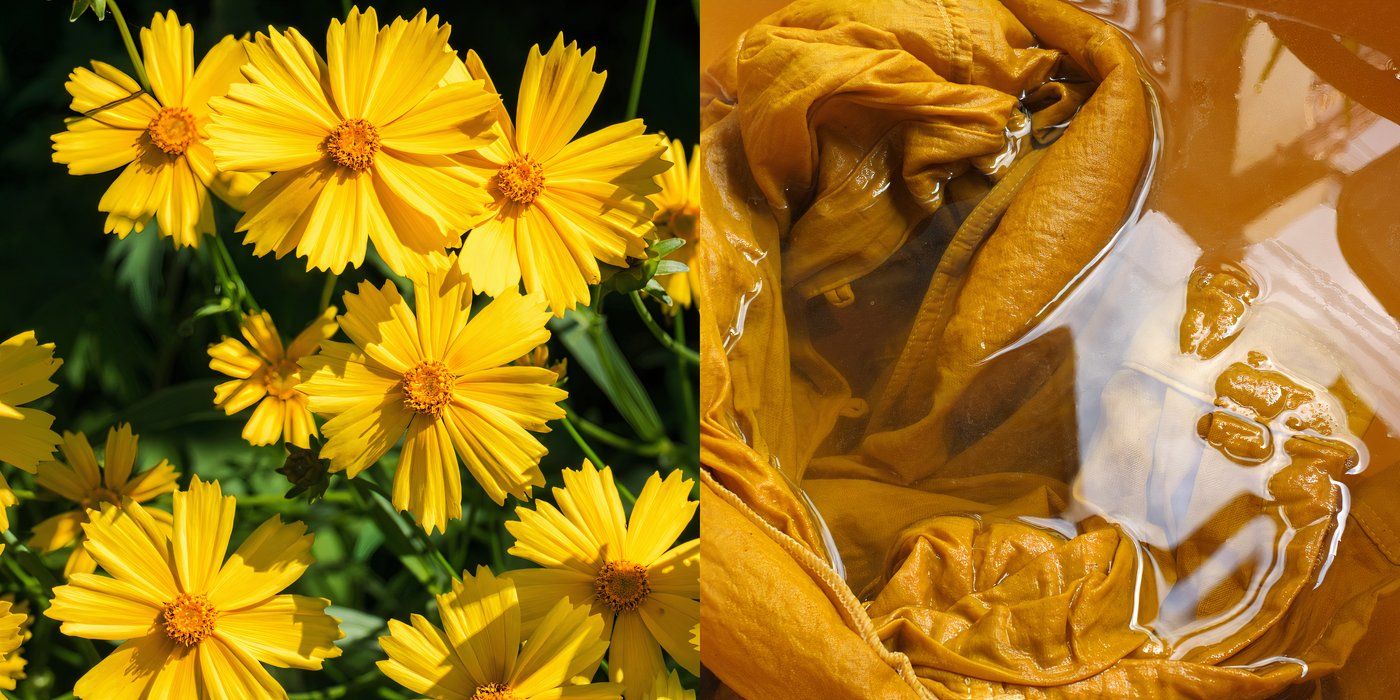 Natural Plant Dyes: Create a Dye Garden in Your Backyard