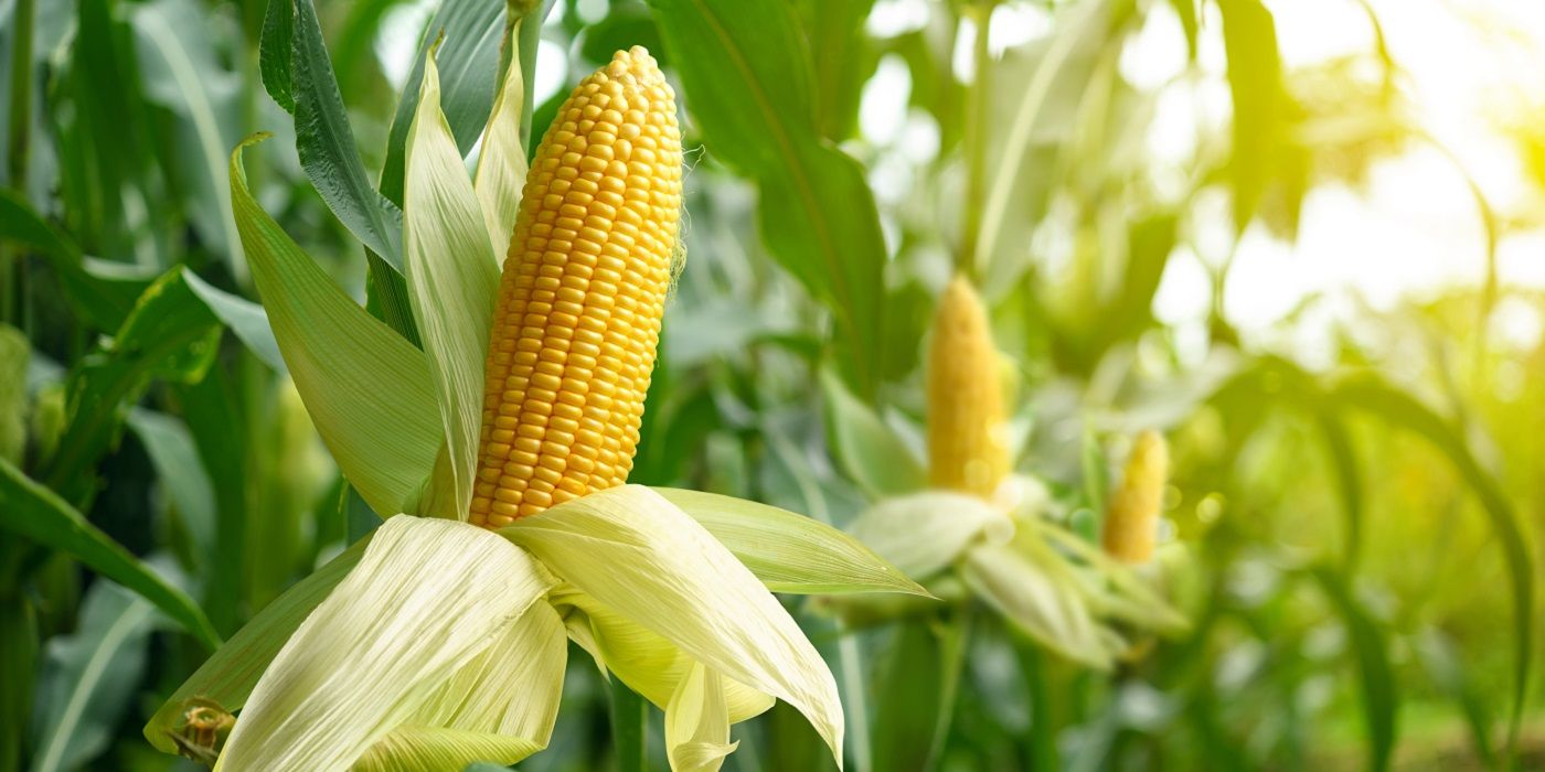 Cucumber Companion Plants You Should Grow This Summer