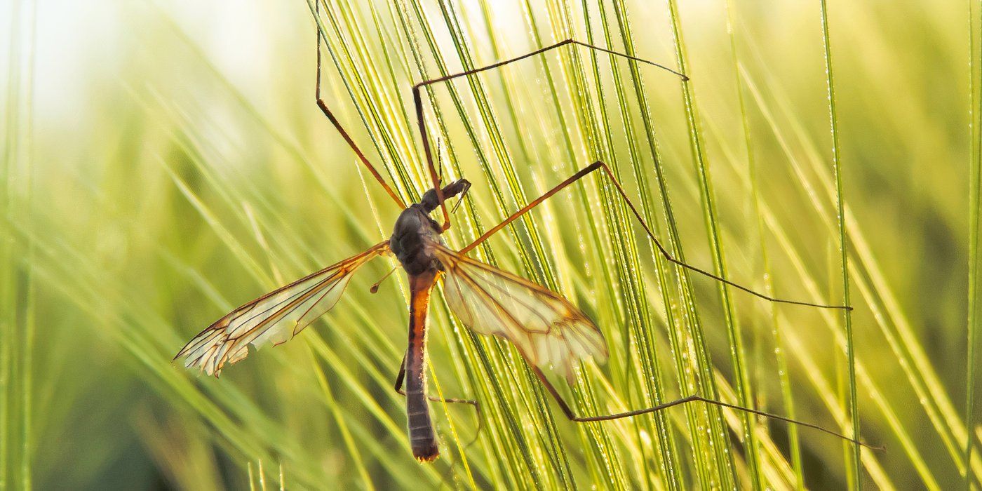 The Crane Fly Looks Like a Mosquito, But is it a Garden Pest?