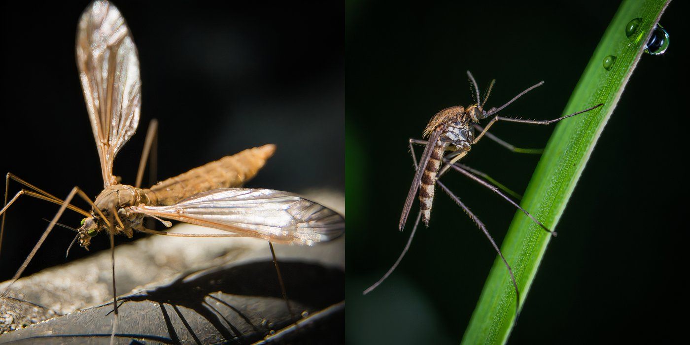 The Crane Fly Looks Like a Mosquito, But is it a Garden Pest?