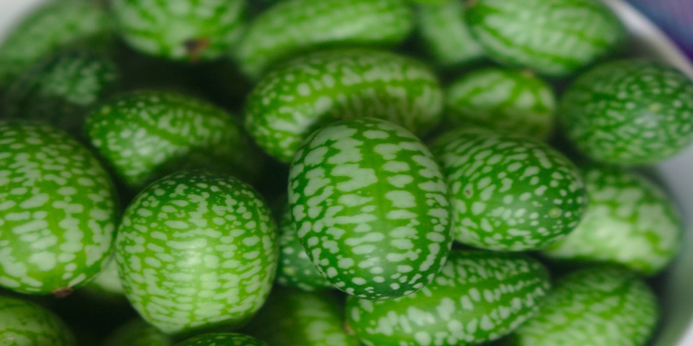 Unique Vegetables to Elevate Your Landscape