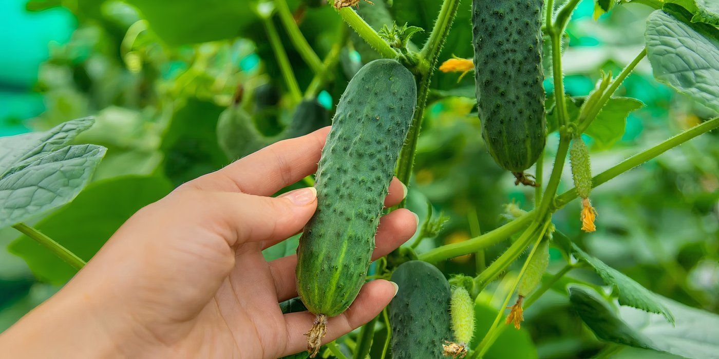Comparing Vining Cucumbers and Bush Cucumbers