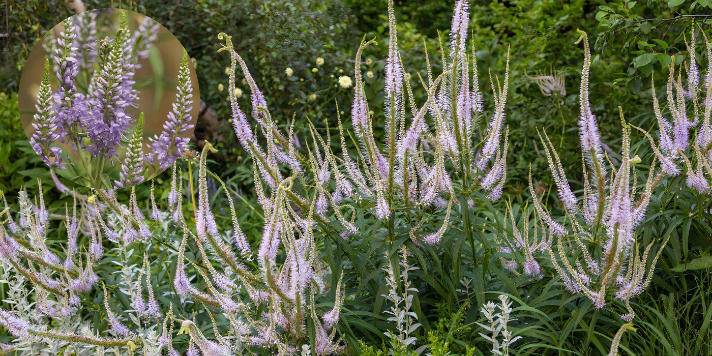 Choose 7 Types of Flowers That Dieback Nicely to Enhance Your Space