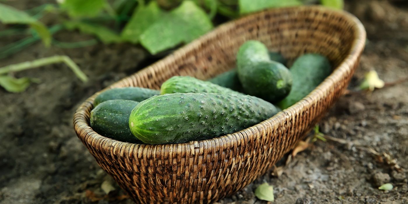 Bitter Cucumbers? Here's How to Fix Them!