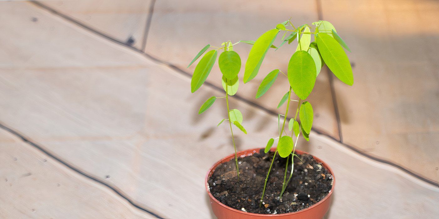 Unique Plants To Add To Your Landscaping