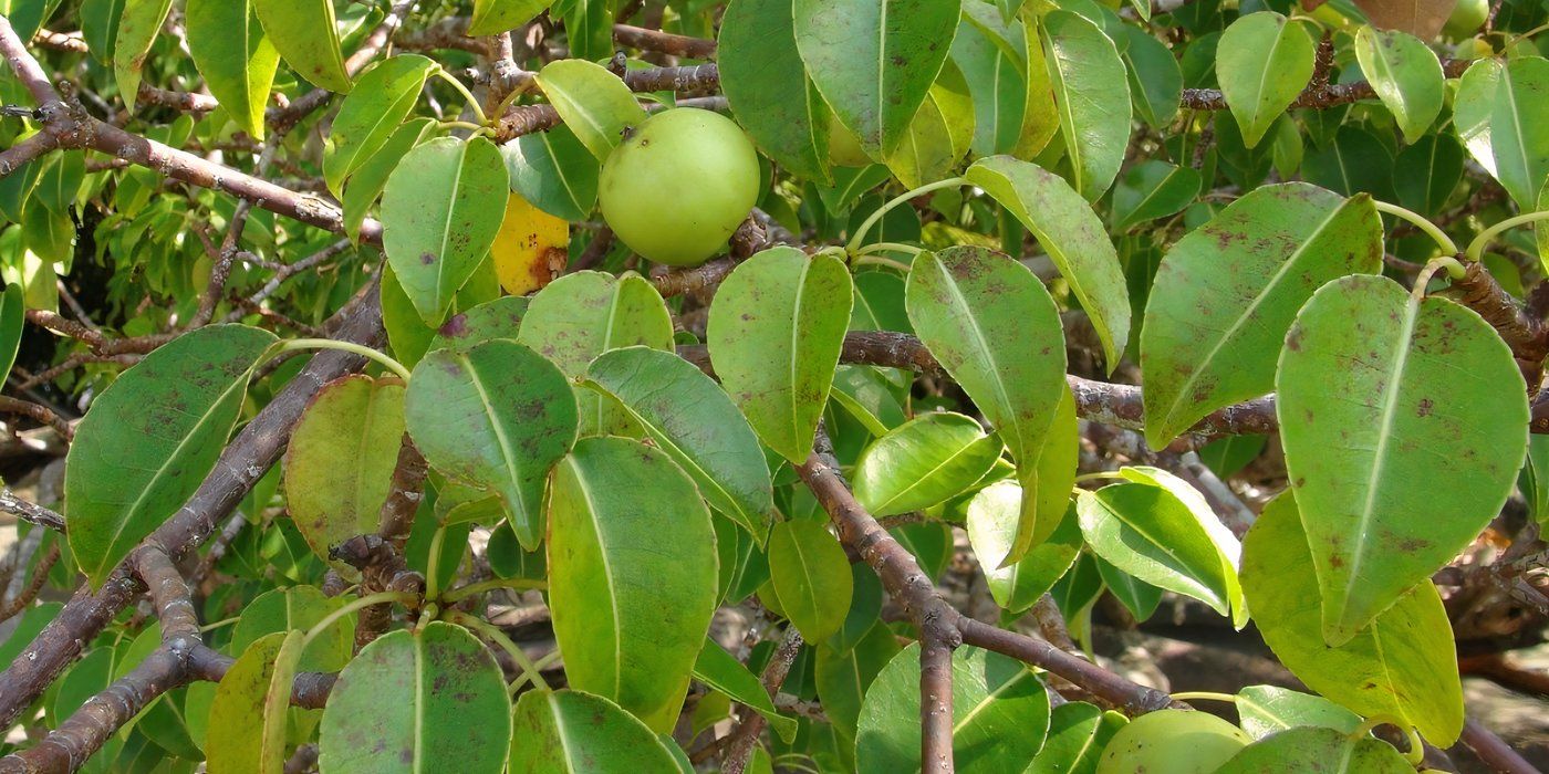 10 Weird Plants: Explore Some of the Strangest Plants in the World