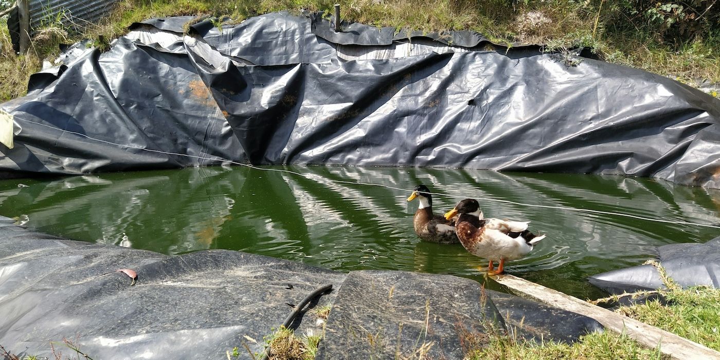 Key Elements for a Certified Wildlife Habitat