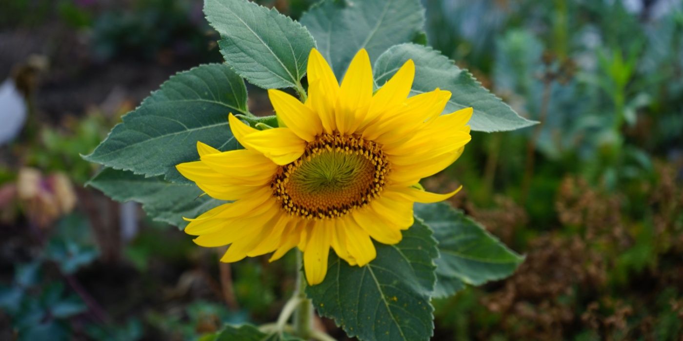 Sunflowers to the Rescue: Harnessing Nature for Nuclear Waste Cleanup