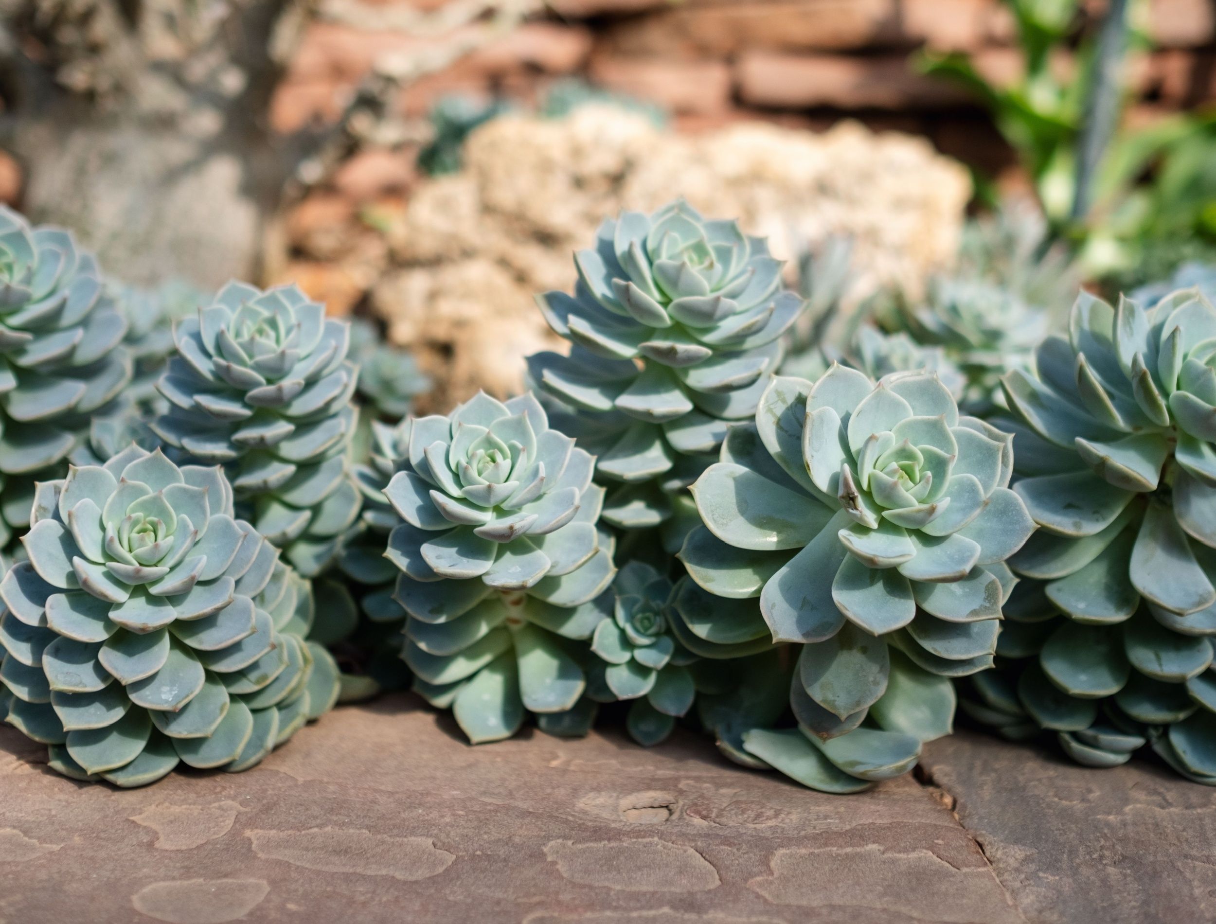 5 Garden Edging Ideas to Keep The Weeds Out