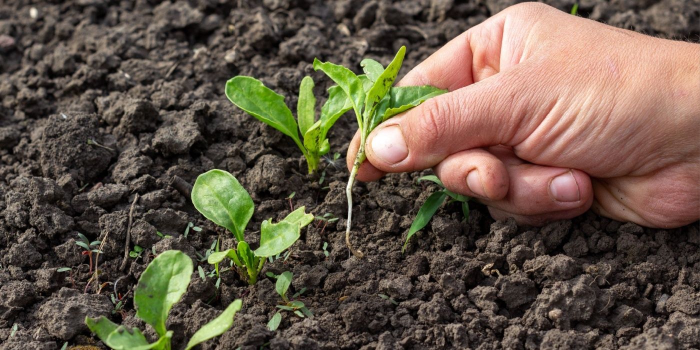 Thinning 101: How to Effectively Thin Your Summer Vegetables