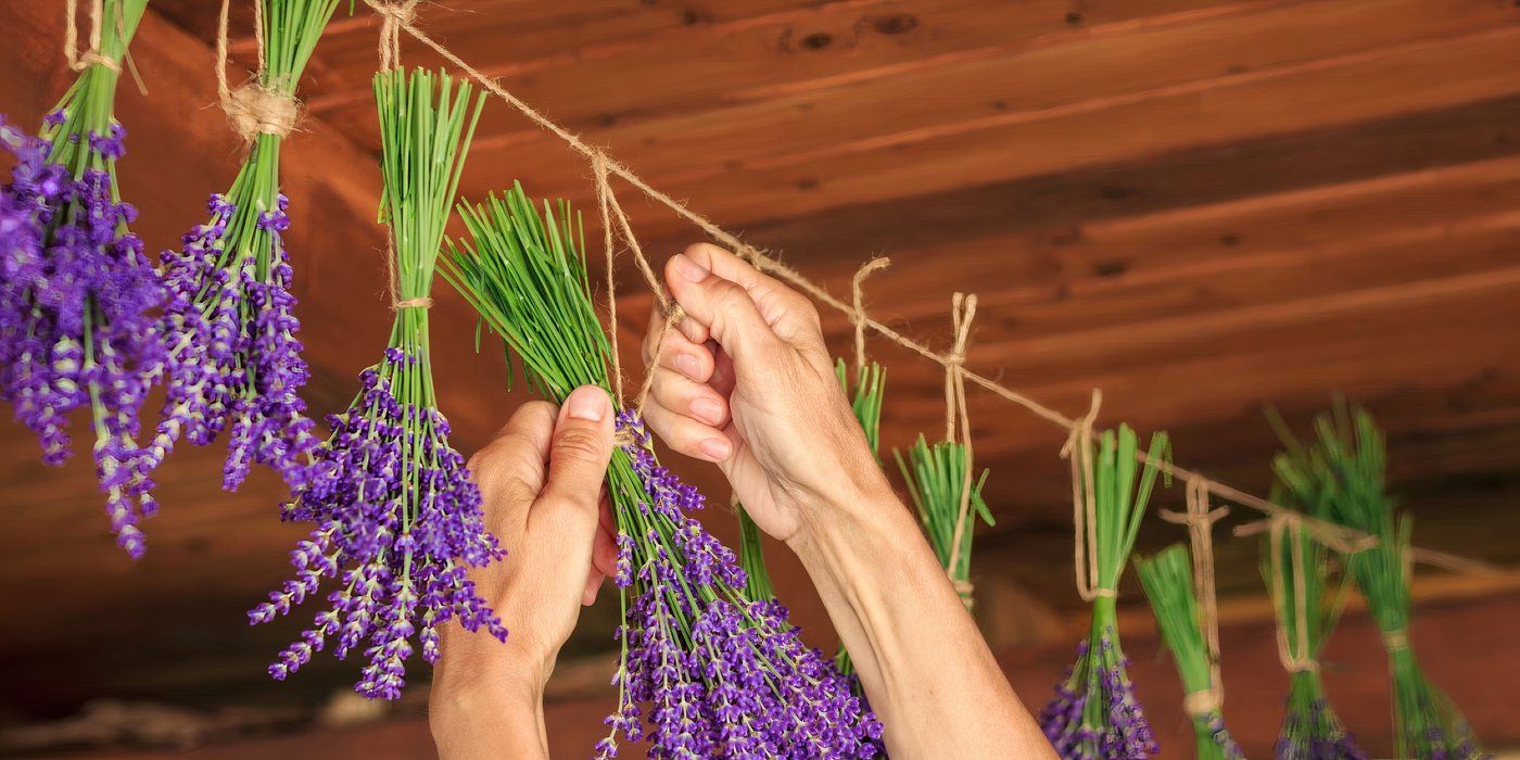 5 Tips to Harvest Herbs Like a Pro in June