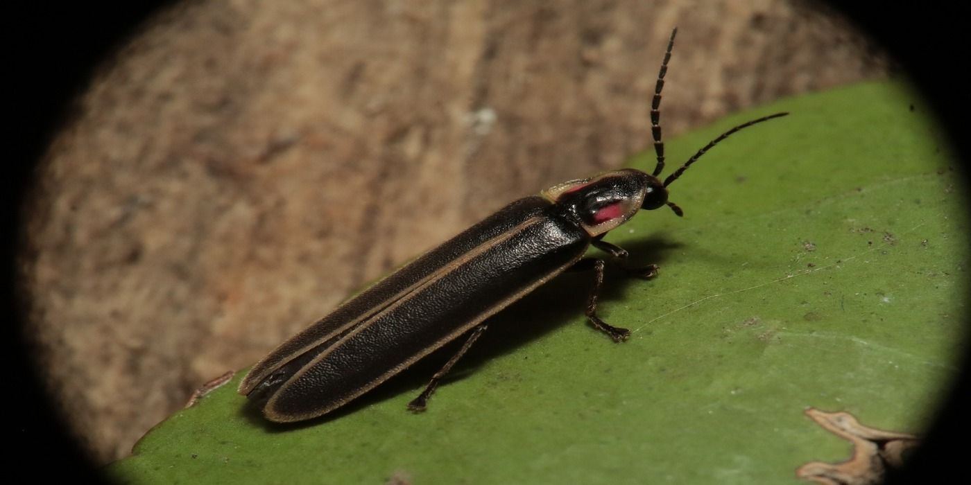 Tips for Attracting and Keeping Lightning Bugs