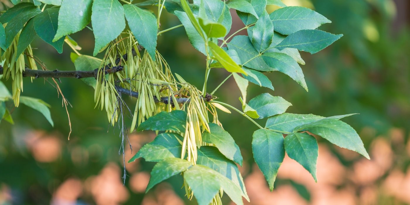 6 Problematic Trees Species to Avoid in Your Backyard
