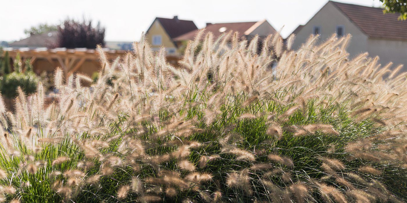 Incorporate Color Into Your Landscape Design With Ornamental Grasses