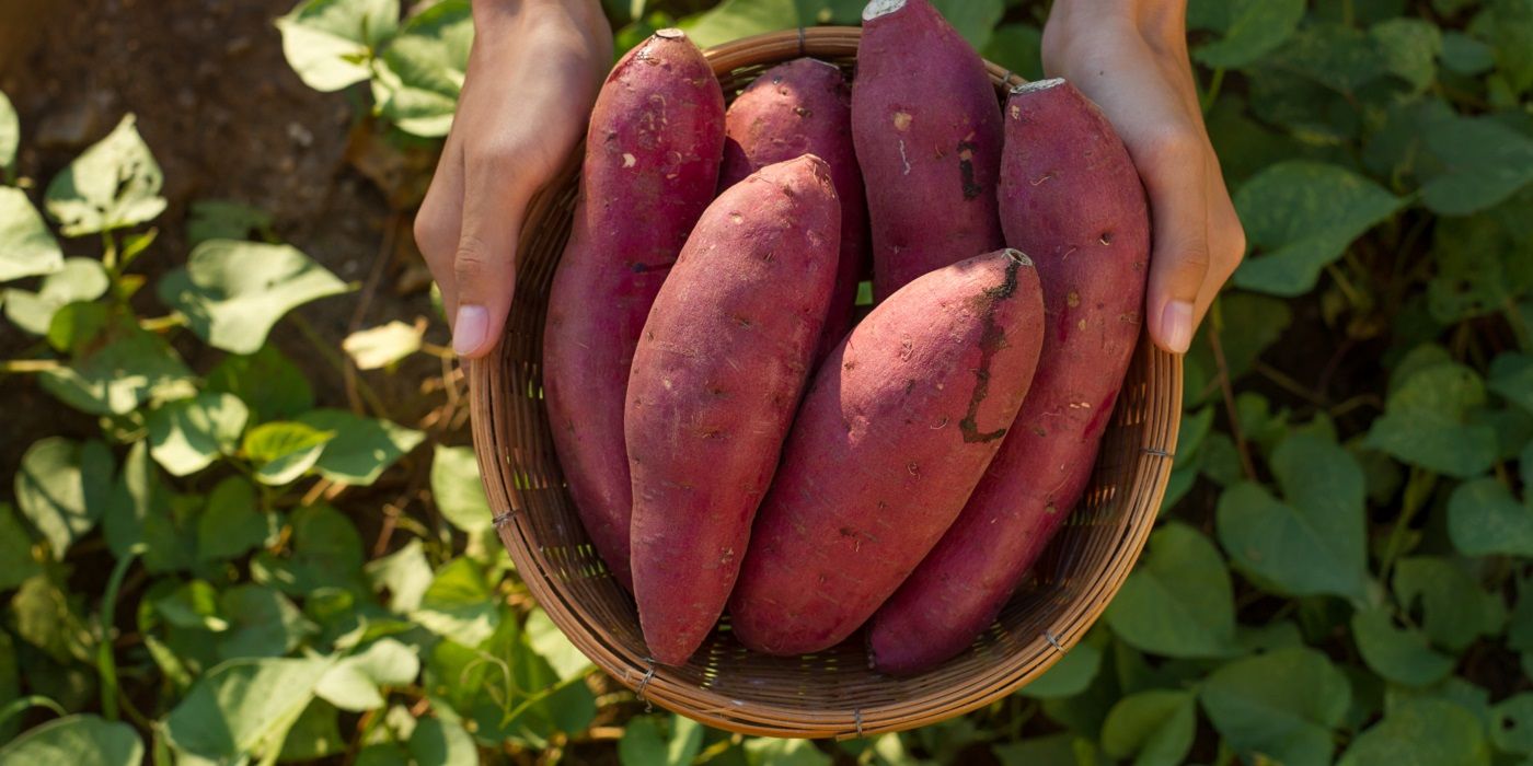 The Versatile Sweet Potato and Its Delicious Uses