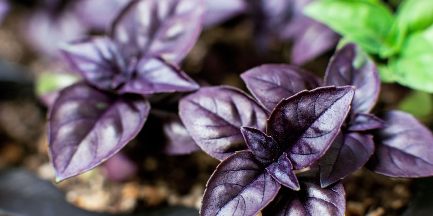 How to Grow and Care for Purple Basil: A Complete Guide