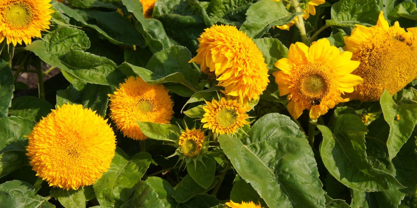 5 of the Best Sunflowers for Small Space Gardens