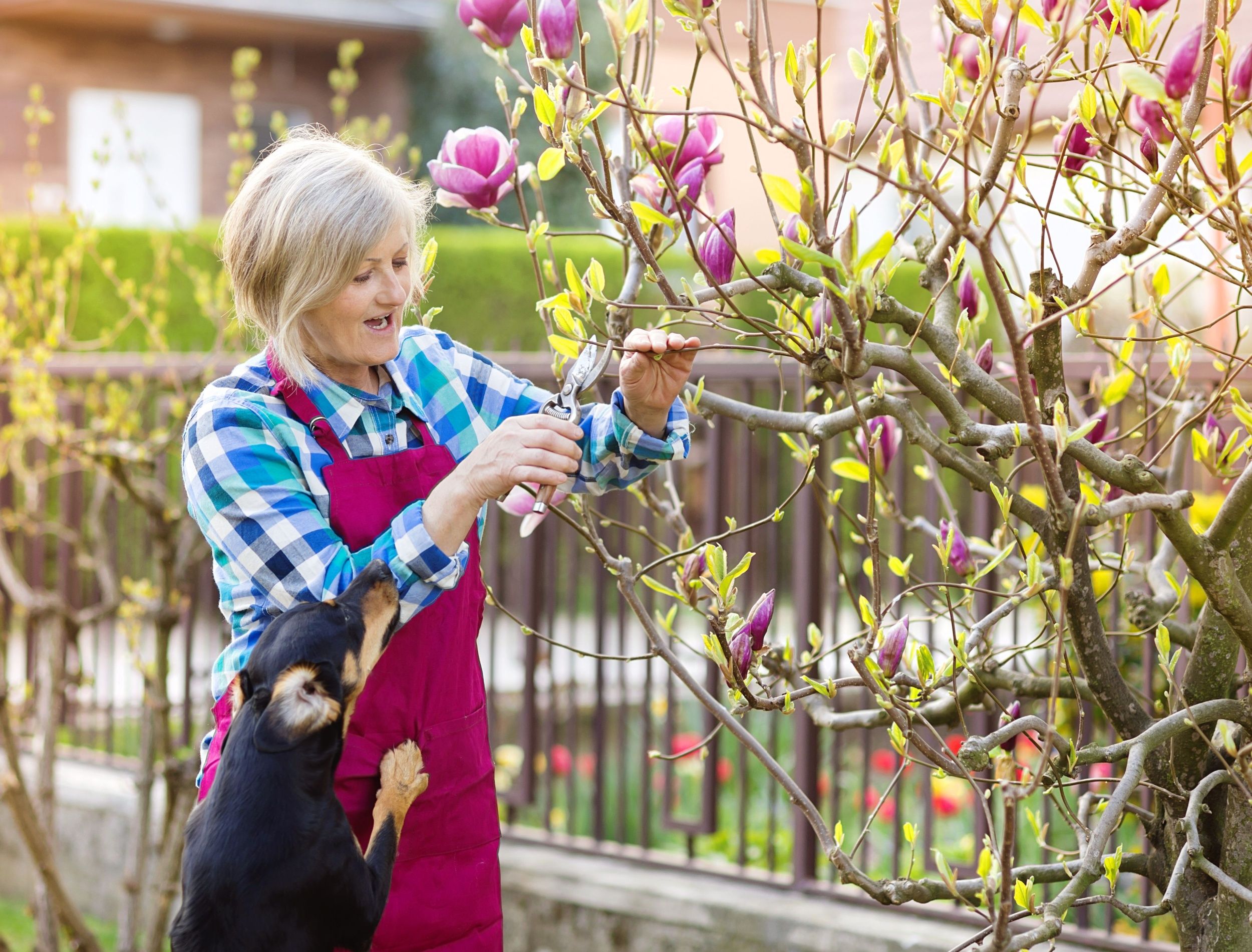 June Pruning Essentials: 8 Trees and Plants to Trim Now