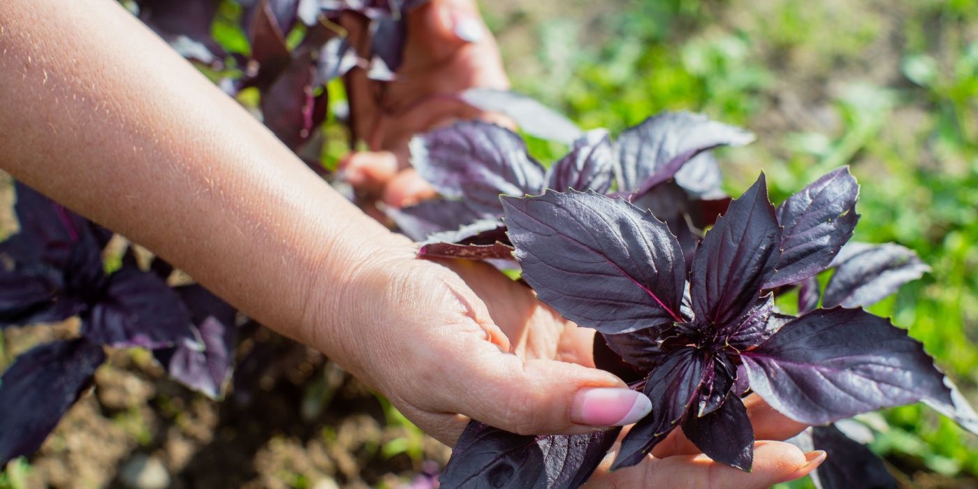 How to Grow and Care for Purple Basil: A Complete Guide
