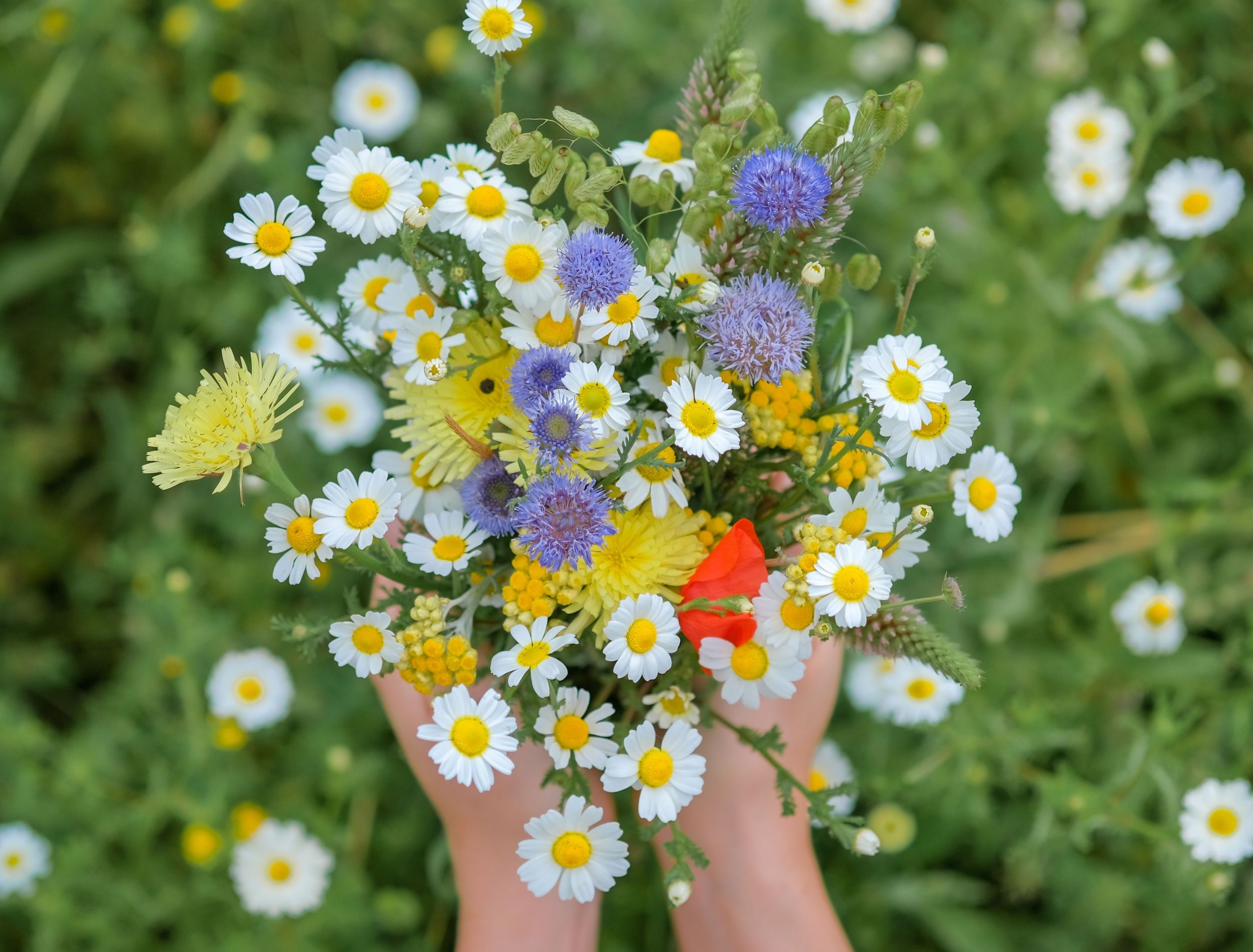 Posy: The Unexpected Hot Flower Trend in Spring Gardens
