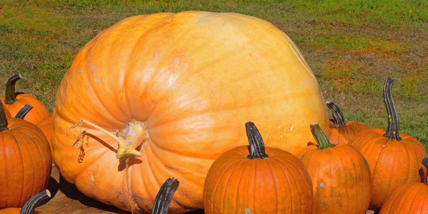 Learn How To Grow Giant Vegetables in Your Backyard Garden